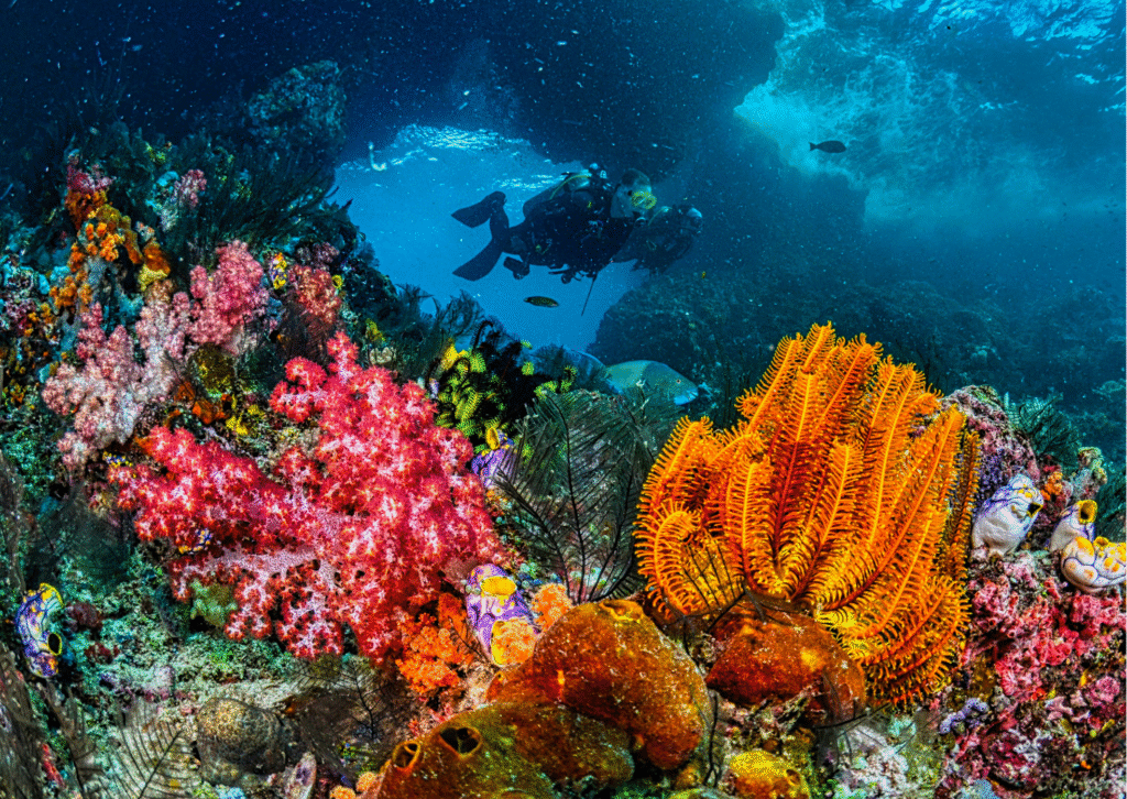 World’s Most Beautiful Coral Reefs to Snorkel or Dive - Complete Travel ...